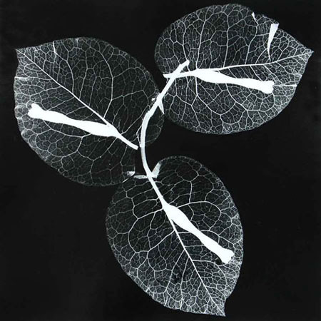 Roxanne Worthington - Breath: Floral Photograms | LensCulture