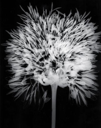 Breath: Floral Photograms - Photographs and text by Roxanne Worthington ...