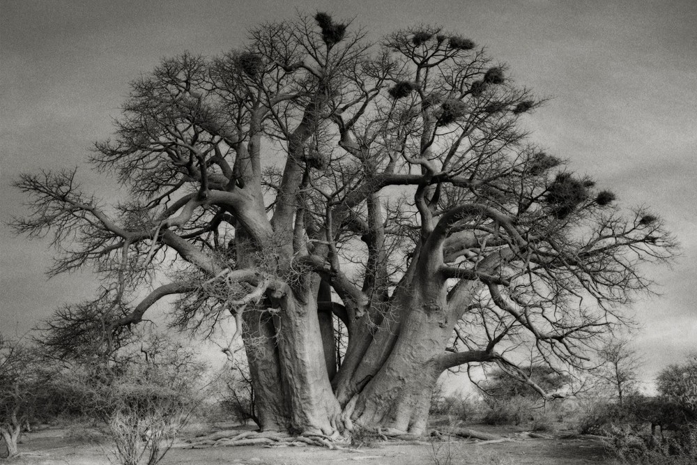 Portraits of Time: Ancient Trees - Photographs and text by Beth Moon ...