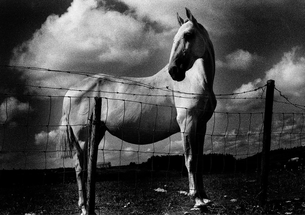 Maria Oliveira - Under the Surveillance of Ancient Animals | LensCulture